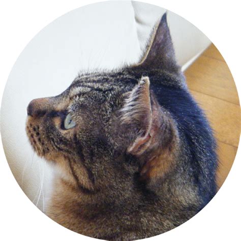 【typescript React】カスタマイズ性の高い＆使いやすいボタンのコンポーネントを実装する ツクログネット