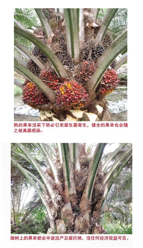 油棕果串腐烂由数因素造成及对策 农业天地网