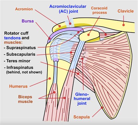 Subscapularis Tendon Tear Causes Treatment And Symptoms Reflex Health