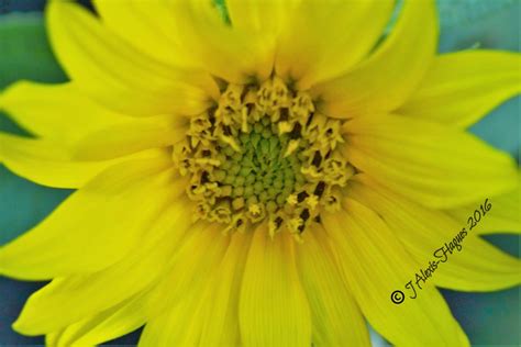 Lazy Days Of Summer Poem Hubpages