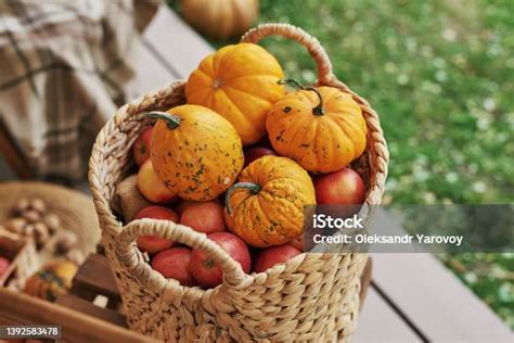가을 수확 테라스 배경 할로윈 나라 호박과 꽃 휴가 집 추수 감사절 10월에 대한 스톡 사진 및 기타 이미지 10월 가을 계절 Istock