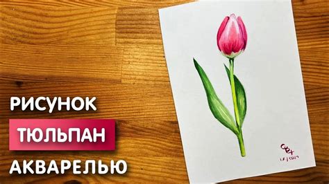 Как нарисовать тюльпан карандашом и акварелью начинающим Рисунок поэтапно и легко для детей
