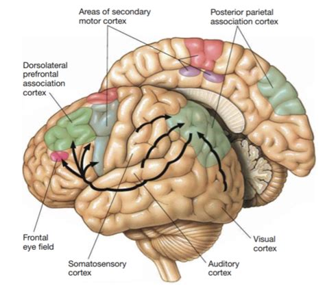Body And Behaviour Task 5 Sensorimotor System Flashcards Quizlet