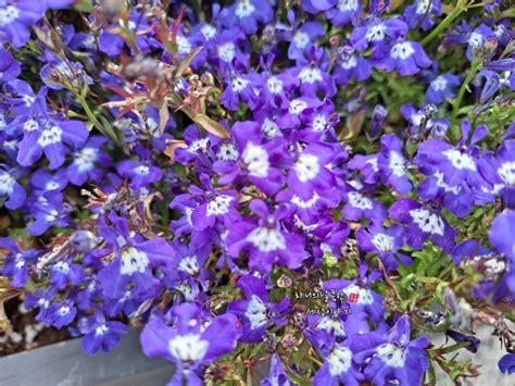 푸른 보라색꽃 로벨리아 꽃 풍성하게 키우기 로벨리아 꽃말 네이버 블로그