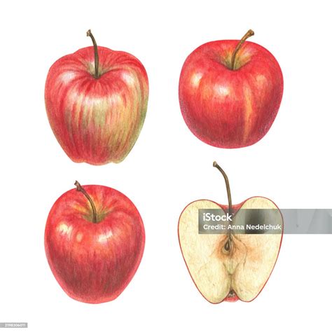 서로 다른 견해에 있는 4개의 사과의 수채화 그림 전체 반 다양한 모양 사실적인 질감과 부드러운 음영은 식물 프린트 식품 포장 및 자연을 테마로 한 디자인에 적합합니다 0