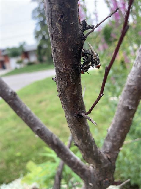 Fly Sex R Natureismetal