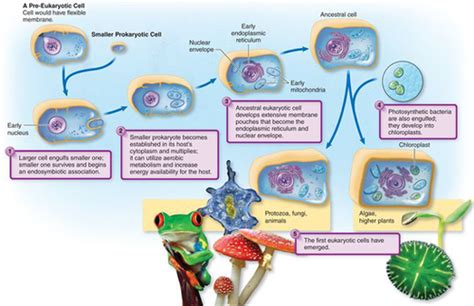 Chapter 4 Eukaryotes Flashcards Quizlet