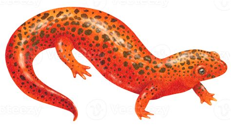 Salamander Watercolor Illustration 9661570 Png