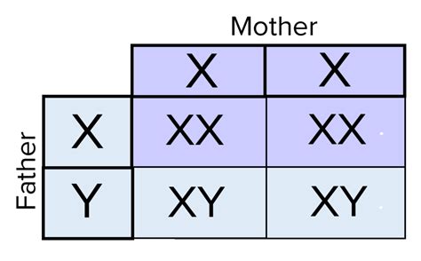 Genetic Inheritance Questions And Revision Mme