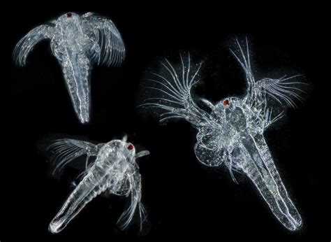 Plankton