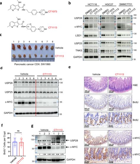 Identification Of A Class Of Potent Usp25 28 Inhibitors With Broad Spectrum Anti Cancer Activity