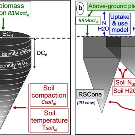 Schematic Representation Of The Rscone Root System Model As Developed