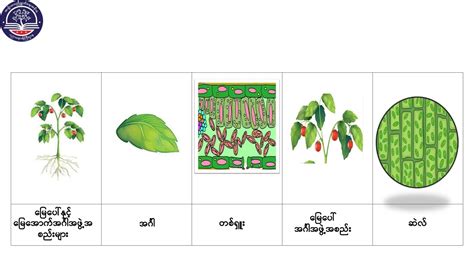 Grade7 အထွေထွေသိပ္ပံ အခန်း ၂ အပိုင်း ၄ သက်ရှိများ၏တစ်ရှူးများ၊အင်္ဂါများနှင့်အင်္ဂါအဖွဲ့အစည်း စာ