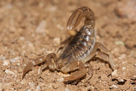 Ecosistema Del Desierto Qué Es Características Tipos Flora Fauna
