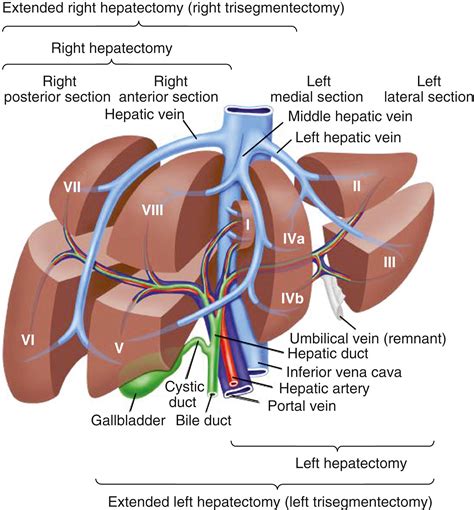 Hepatic Physiology Pathophysiology And Anesthetic Considerations Clinical Tree