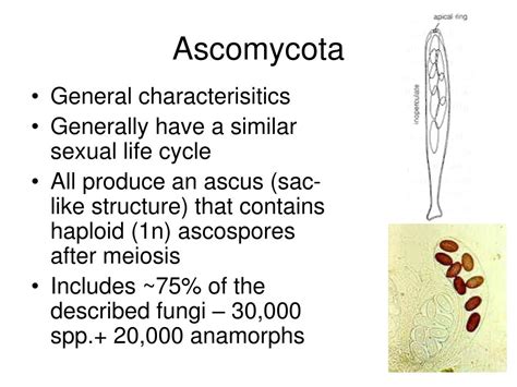 Ppt Phylum Ascomycota Powerpoint Presentation Free Download Id
