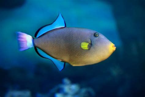 Types Of Triggerfish