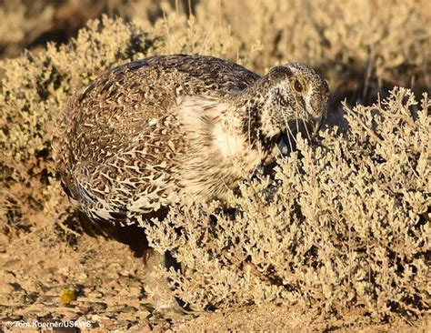 Greater Sage Grouse 101 Idaho Rangeland Resource Commission