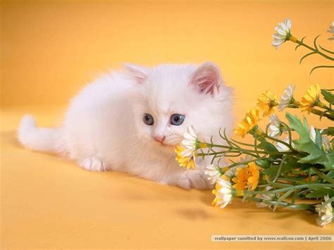 Persian Cat Wallpapers 4k Hd Backgrounds On Wallpaperbat