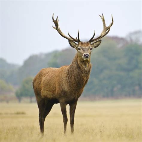 Roe Deer Vs Red Deer Comparison Key Differences Explained