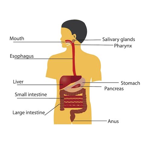 Premium Vector Vector Illustration Of Digestive System