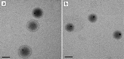 Fabrication Of Multifunctional Composite Nanofibers By Green