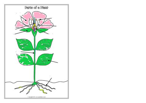 Plant Tissues Plant Diagram Diagram Quizlet