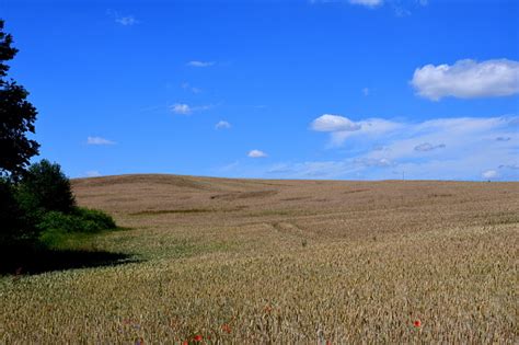 폴란드의 흐린 여름날 광활한 숲이나 황무지와 작은 마을 옆에서 볼 수 있는 작물 꽃 양귀비 씨앗 및 기타 식물로 가득한 광활한 들판 초원 또는 목초지의 전망 0명에 대한