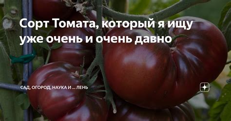 Сорт Томата который я ищу уже очень и очень давно Сад огород наука и лень Дзен