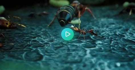 fire ants will invade our ant based strategy game this month album on