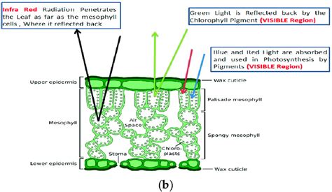 A Spectral Reflectance Properties Of Vegetation Spectrum B Leaf