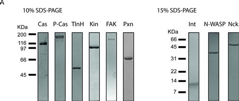 Figures And Data In Synergistic Phase Separation Of Two Pathways