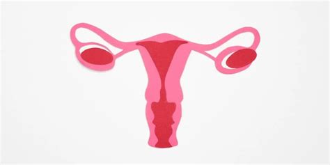 Biological Sex The Global Trans Lobby