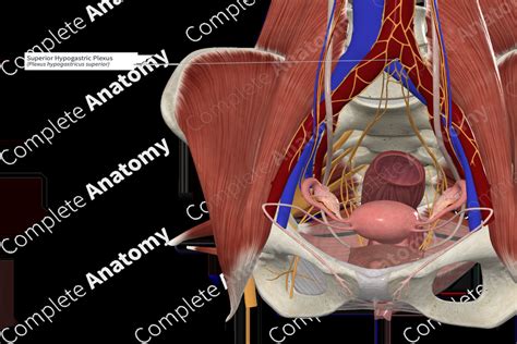 Superior Hypogastric Plexus Complete Anatomy