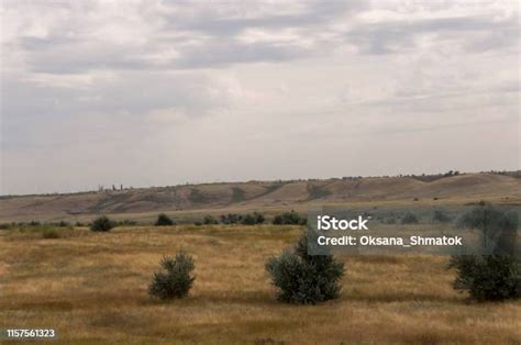 멀리 외로운 녹색 나무와 푸른 잔잔 한 부드러운 하늘 위의 골드 초원 노란색 마른 잔디입니다 필드에 전신주 여행 우랄 풍경 0명에 대한 스톡 사진 및 기타 이미지 Istock