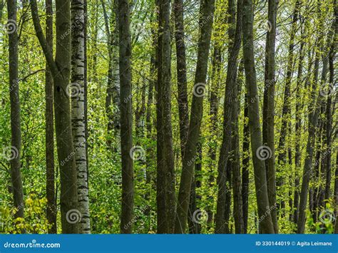 A Row Of Tree Trunks Showing Various Stages Of Growth Royalty Free