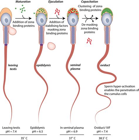 Slagter Drawing Processing Of Sperm English Labels Anatomytool