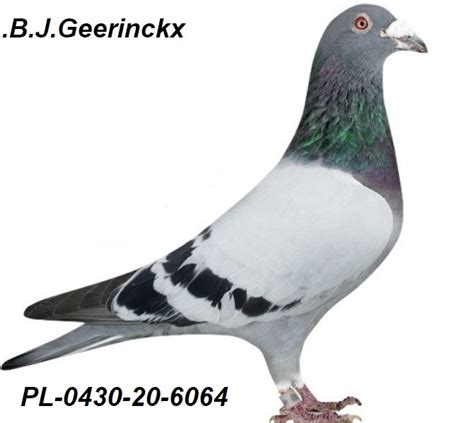 Pl 0430 20 6064 Lbj Geerinckx Gieldagolebipl
