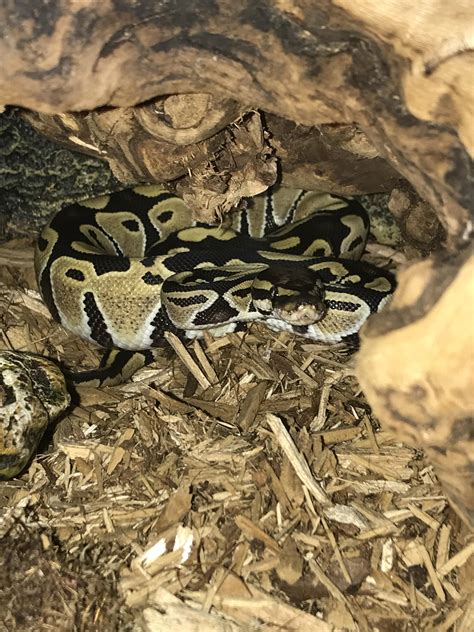 Why Is My Ball Python So Cage Defensive Rballpython