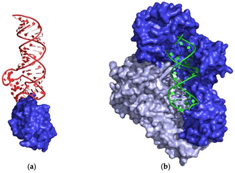 Structural Insights Into Proteinaptamer Recognitions Emerged From