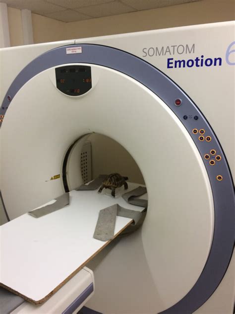 Shell Injuries In Tortoises Veterinary Practice
