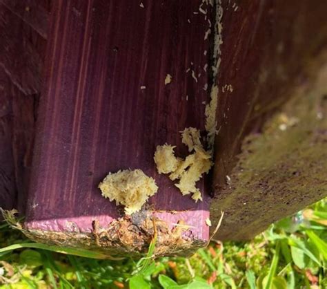 Warum Fliegeneier So Gefährlich Für Igel Sind… Welt Der Igel E V