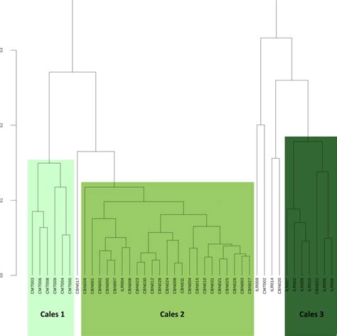 Dendrogram Performed By Using The Squared Euclidian Distance And The