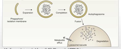 Lec 22 Protein Degradation And Amino Acid Degradation Flashcards Quizlet