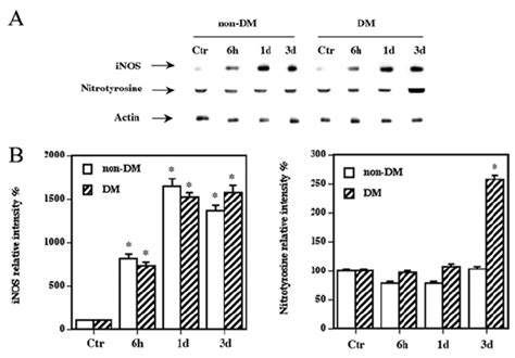 A Western Blot Analysis Of Inos And Nitrotyrosine In Cytosolic