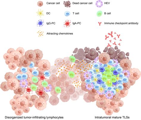 Tertiary Lymphoid Structures As Unique Constructions Associated With The Organization Education