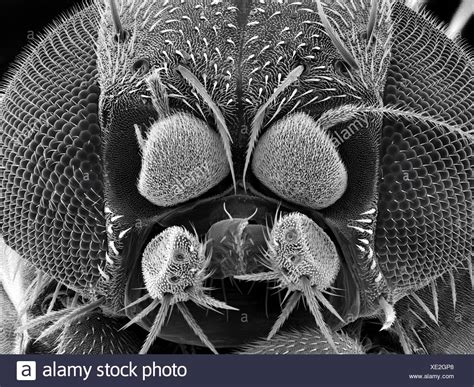 Fruit Flies Under Microscope At Margaret Steen Blog