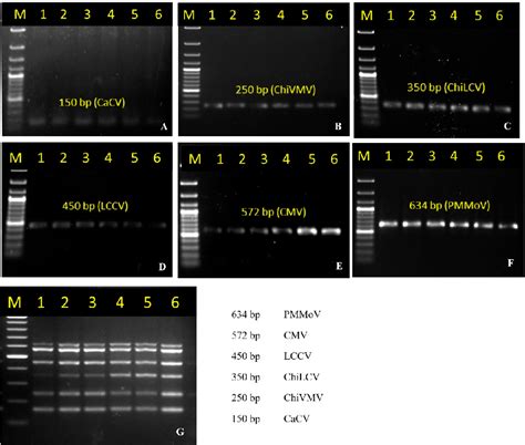 Figure 1 From A Simplified Multiplex Pcr Assay For Simultaneous Detection Of Six Viruses