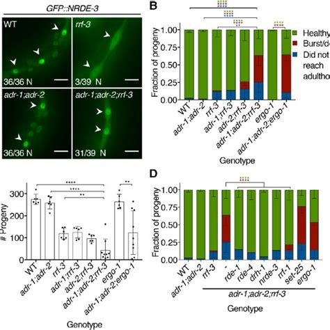 The 26g Endo Sirna Pathway Genetically Interacts With Adars A
