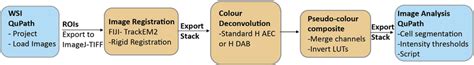 Workflow For Image Processing And Image Analysis Using Fiji Imagej And